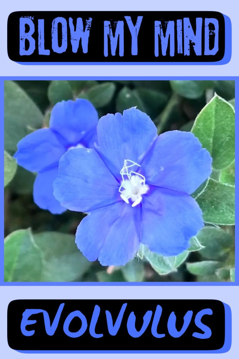 Evolvulus 'Blue My Mind' Guide: Everything You Need To Know