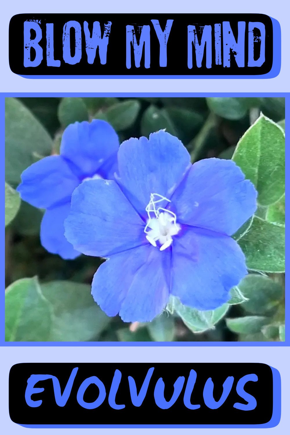 Evolvulus 'Blue My Mind' Guide: Everything You Need To Know