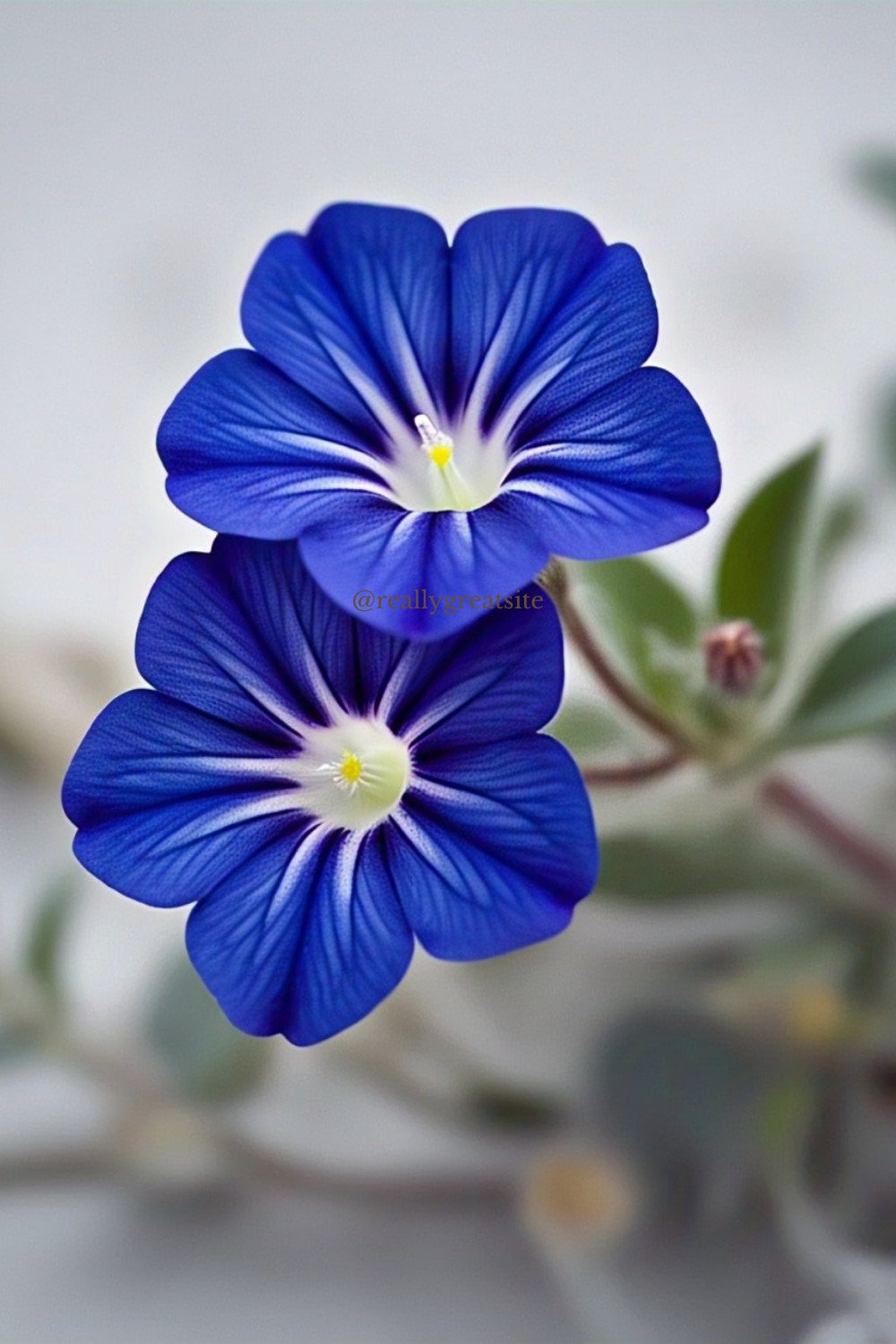 Evolvulus 'Blue My Mind' Guide: Everything You Need To Know
