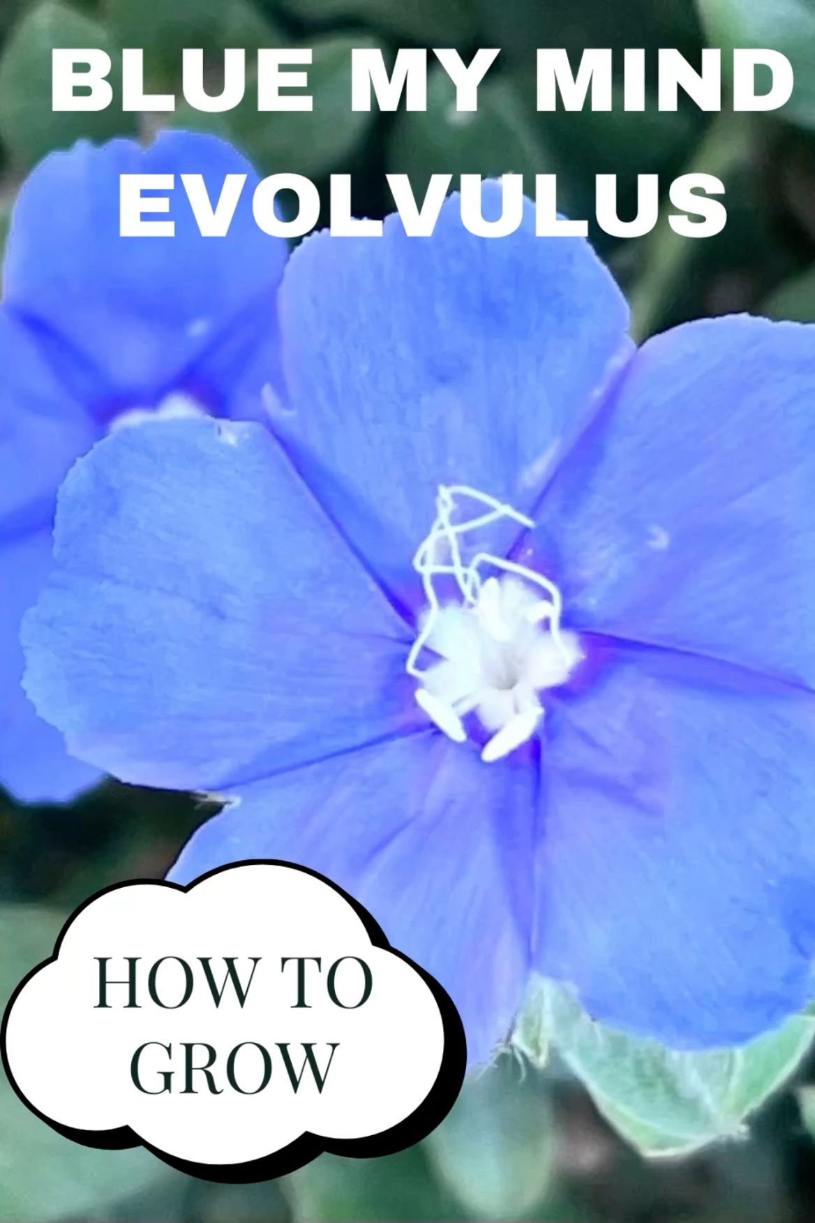 Evolvulus 'Blue My Mind' Guide: Everything You Need To Know