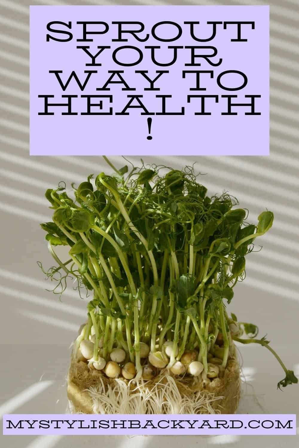 Grow Sprouts Indoors Easily Using A Sprouting Tray
