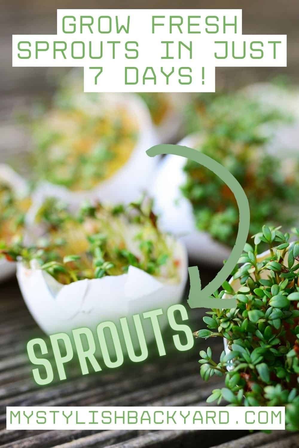 Grow Sprouts Indoors Easily Using A Sprouting Tray