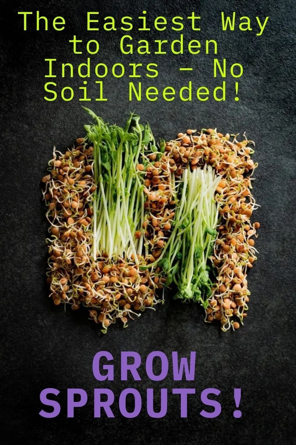 Grow Sprouts Indoors Easily Using A Sprouting Tray