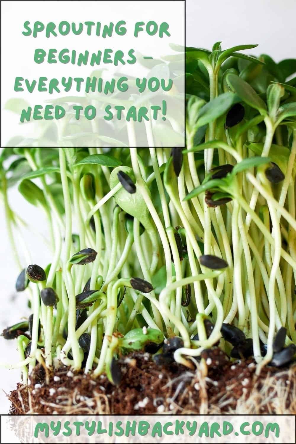 Grow Sprouts Indoors Easily Using A Sprouting Tray
