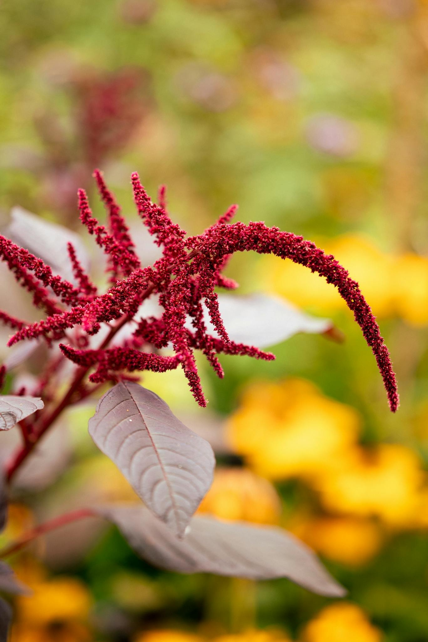 Amaranth Guide: Everything You Need To Know