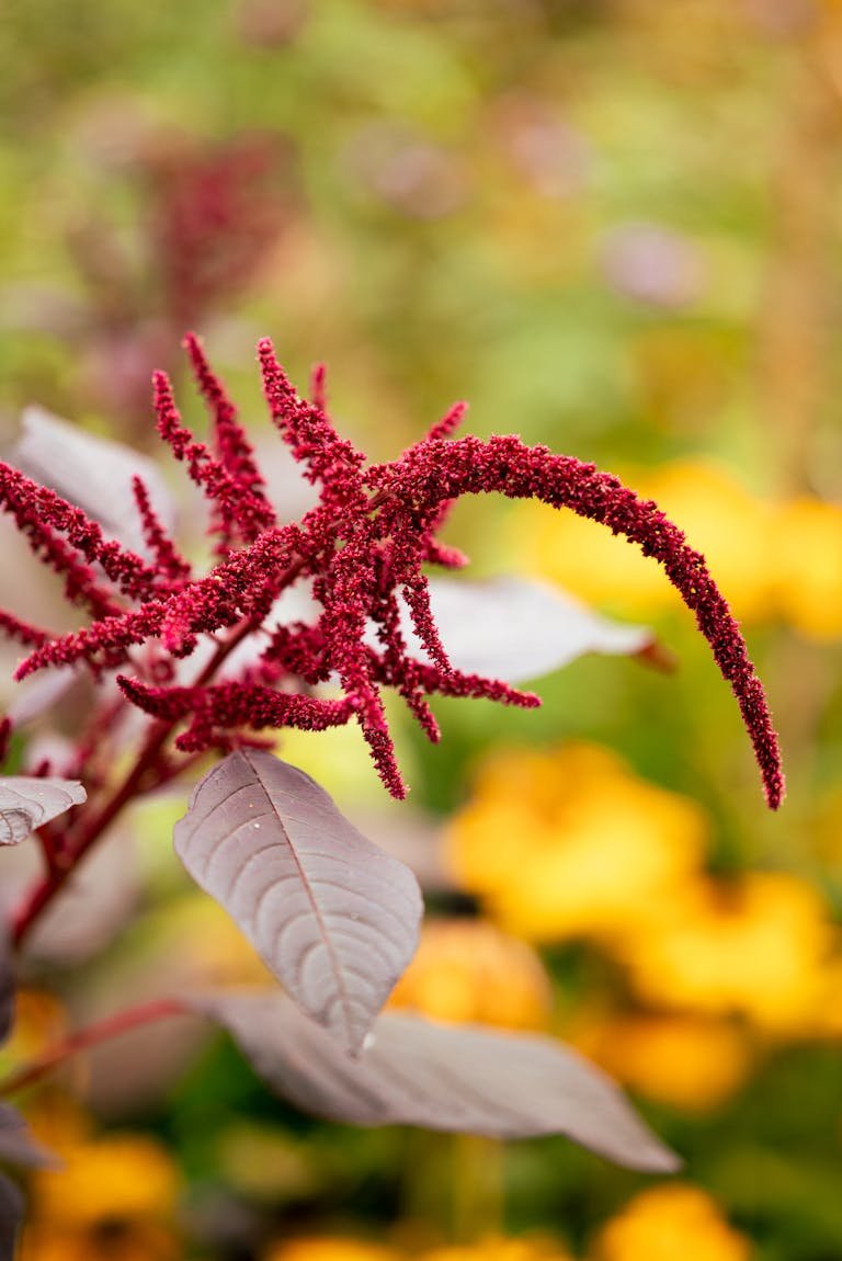 Amaranth Guide: Everything You Need To Know