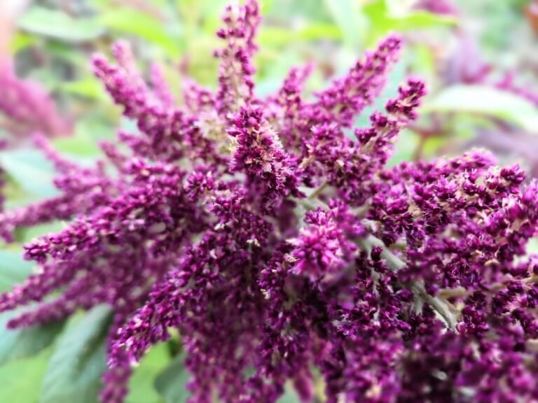 Amaranth Guide: Everything You Need To Know
