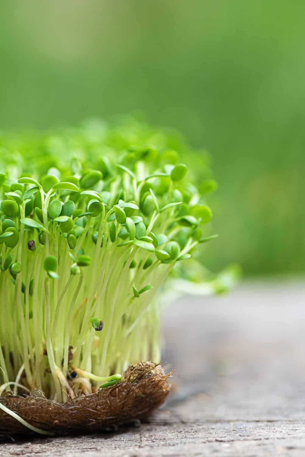 Grow Sprouts Indoors Easily Using A Sprouting Tray
