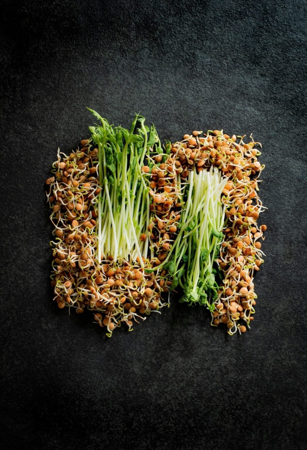 Grow Sprouts Indoors Easily Using A Sprouting Tray